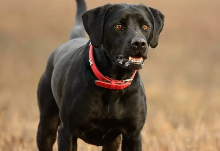 What It Means If You See a Dog with a Red Collar