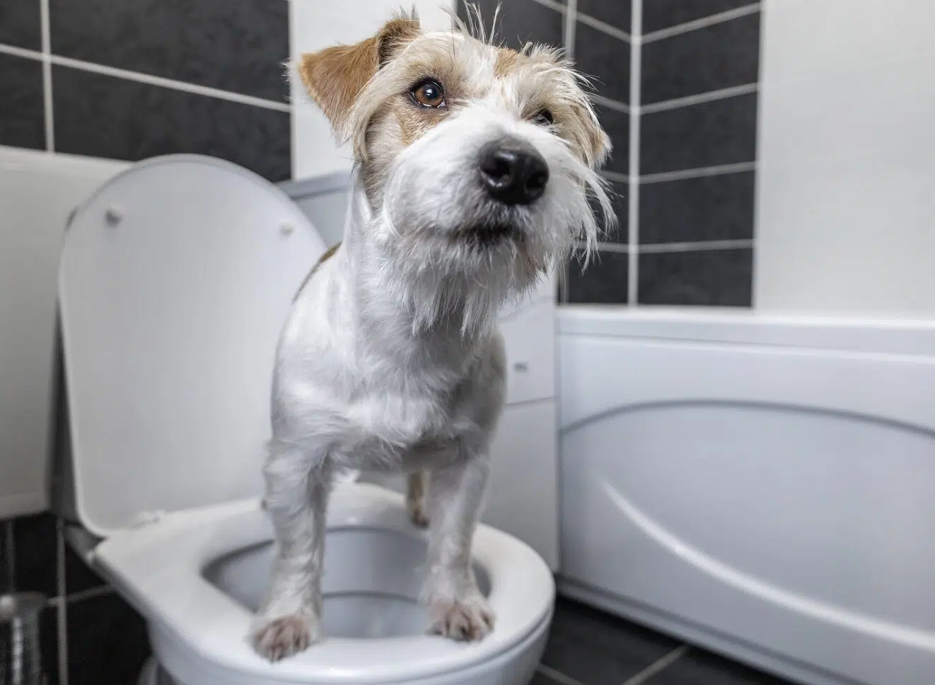 Why Would Your Pooch Have White Poop?